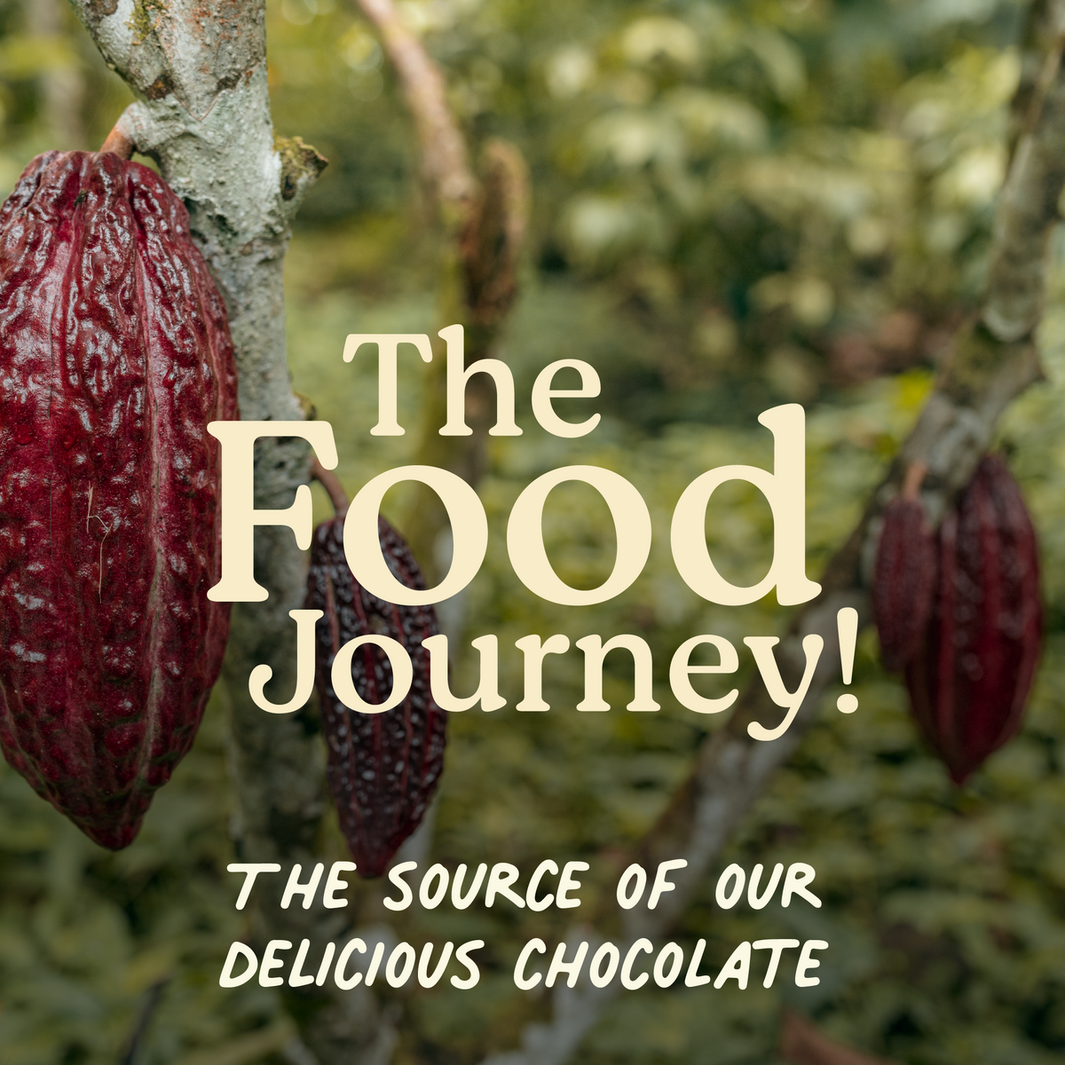 Exploring the World’s Most Delicious Cocoa Source – GoodSamFoods